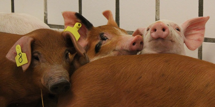 European centre for serious pig disease established in Denmark - DTU