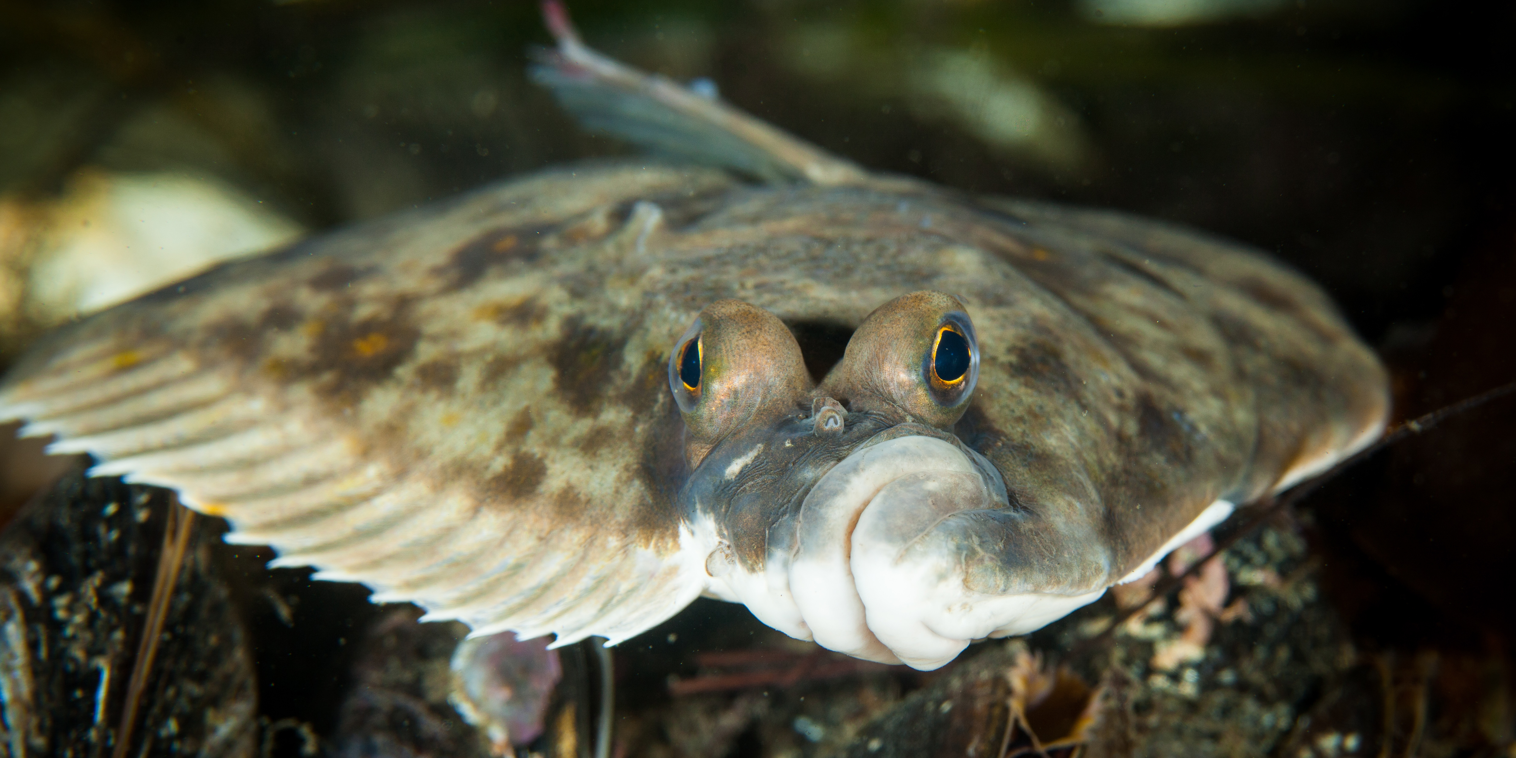 Increase in large-bodied fish stocks in the North Sea - DTU
