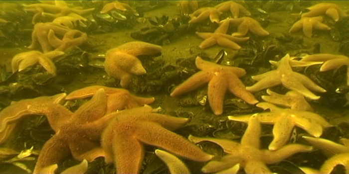 From menace to resource: Starfish become animal feed - DTU