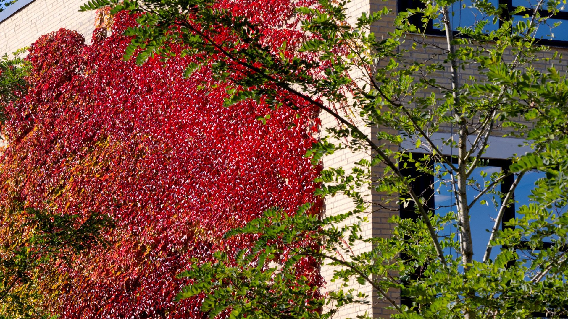 Independent Research Fund Denmark grants for green research