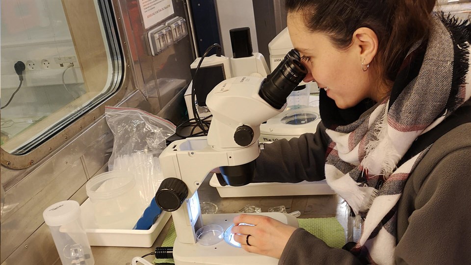 Danish waters are filled with plankton, not microplastics