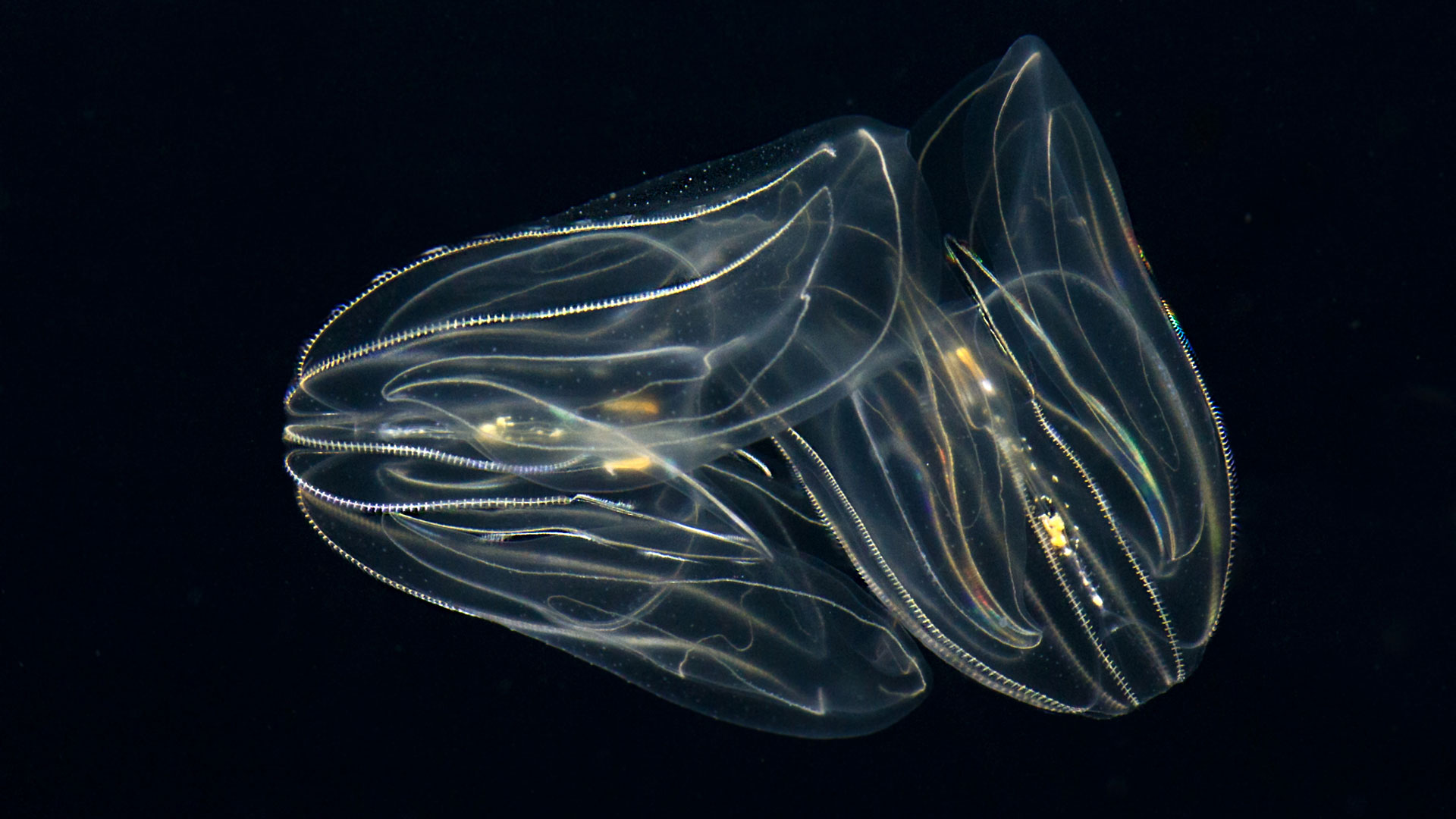 Invasive species threaten marine biodiversity | Mirage News