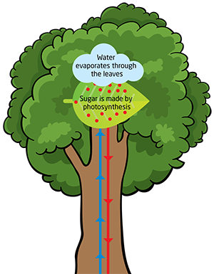 Tree pump system can drive robots of the future - DTU